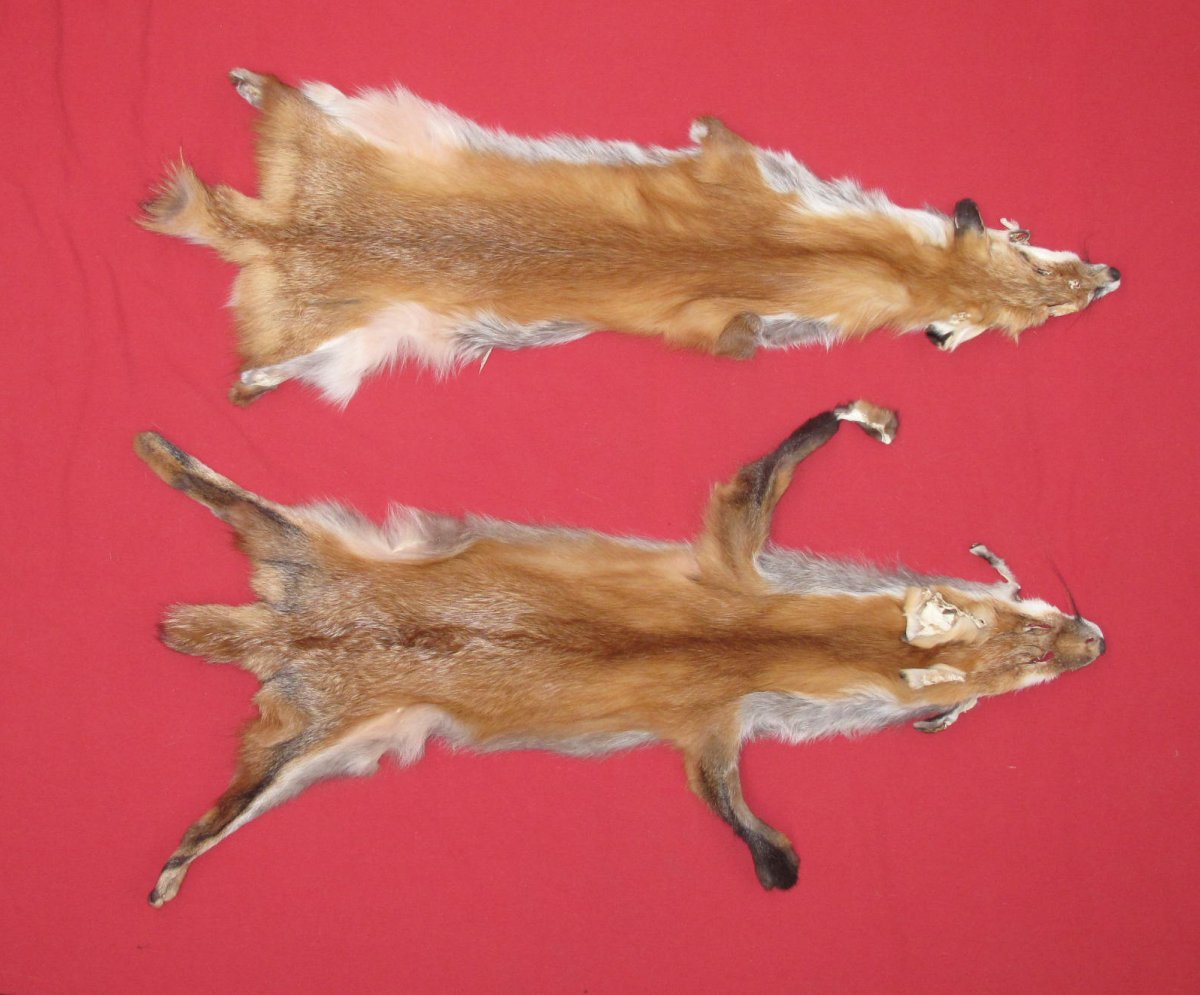 Tanned Furs : RED FOX (6900-1330) : hideandfur.com