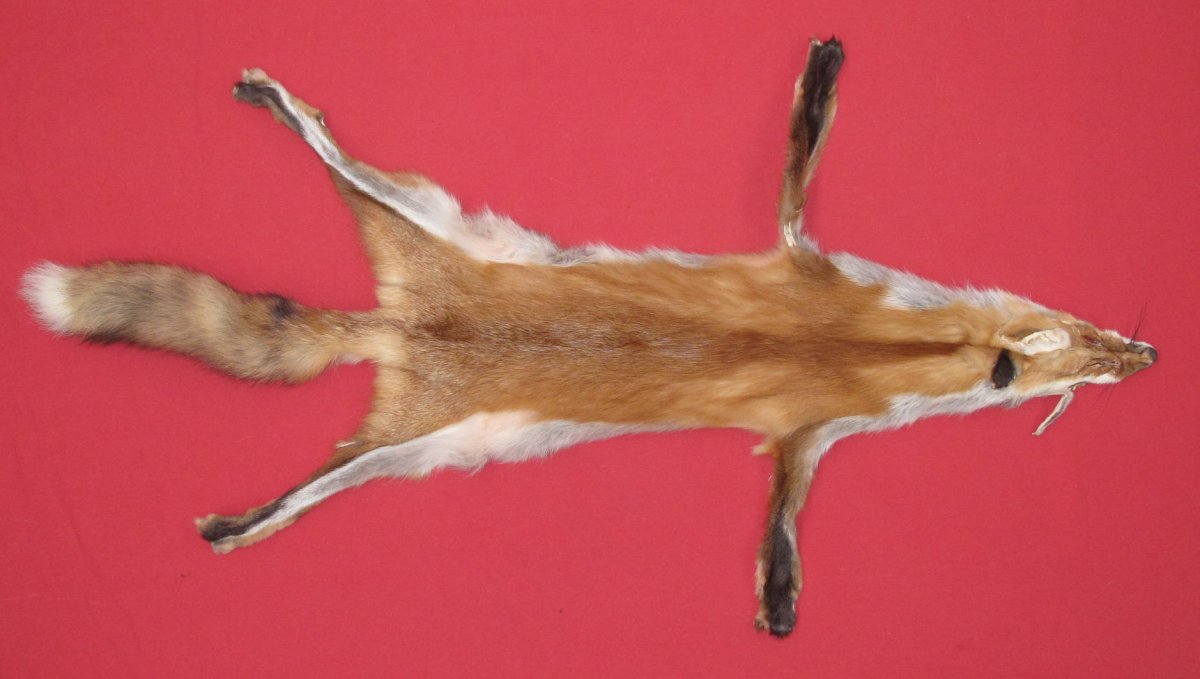 Tanned Furs : RED FOX (6900-1345) : hideandfur.com
