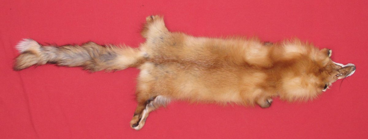 Tanned Furs : RED FOX (6900-1355) : hideandfur.com