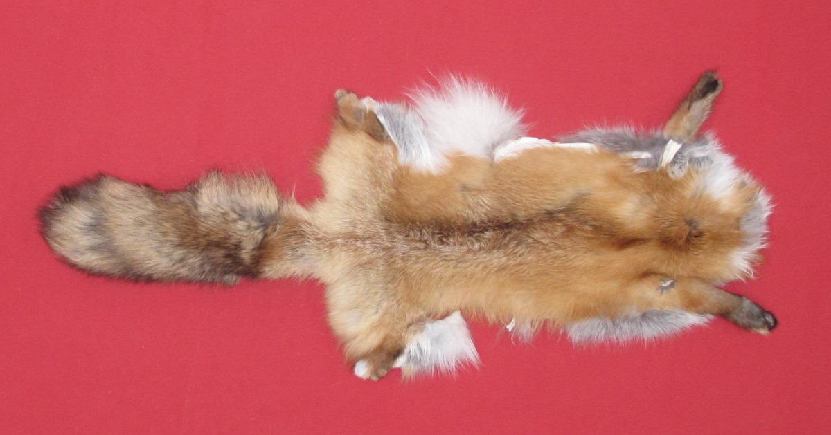 Tanned Furs : RED FOX (6900-1417) : hideandfur.com