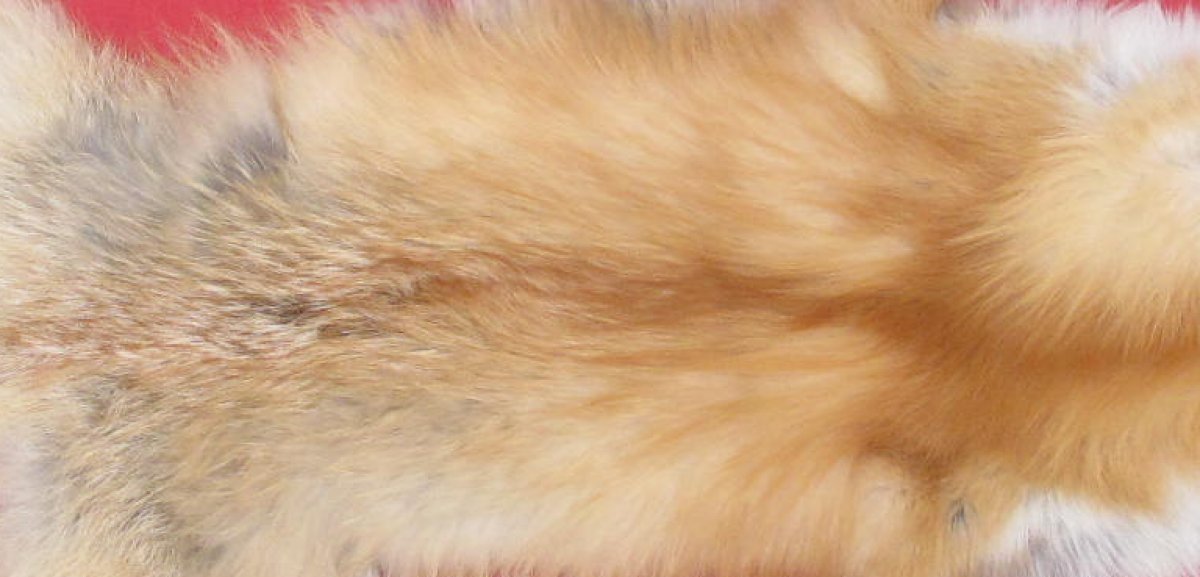 Tanned Furs : RED FOX (6900-1463) : hideandfur.com