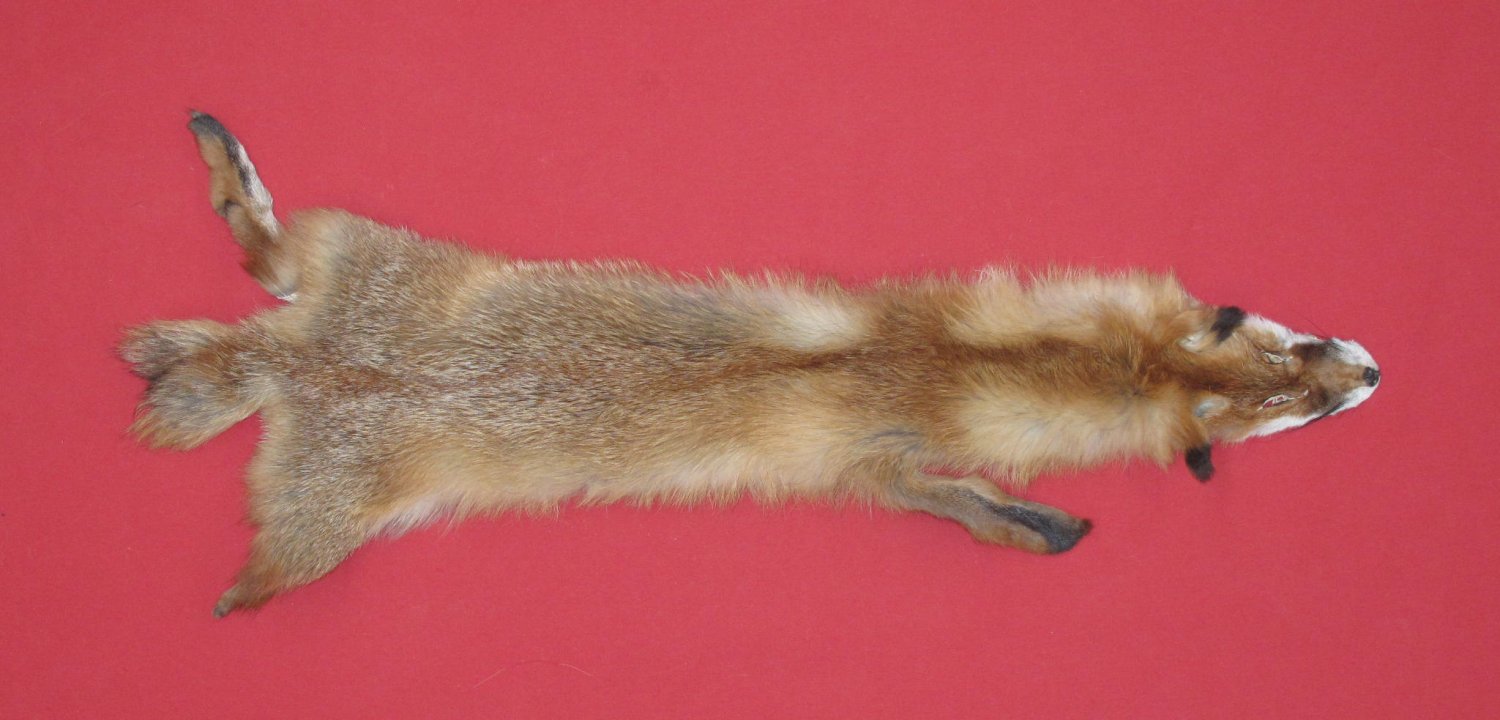 Tanned Furs : RED FOX (6900-1470) : hideandfur.com