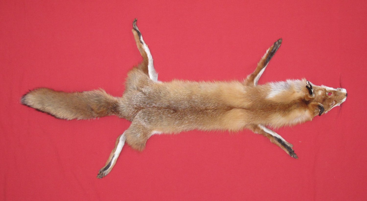 Tanned Furs : RED FOX (6900-1496) : hideandfur.com