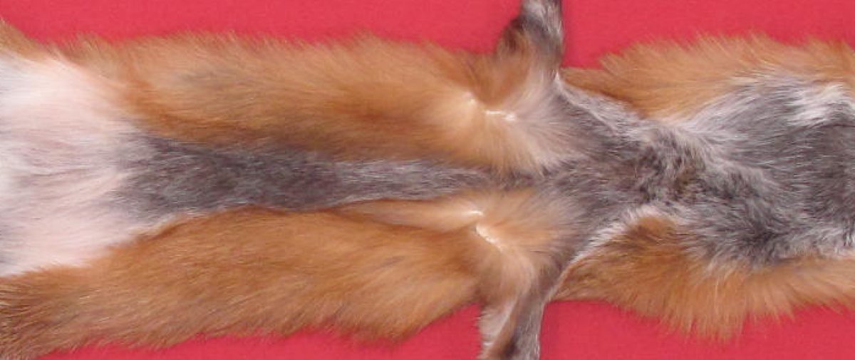 Tanned Furs : RED FOX (6900-1591) : hideandfur.com