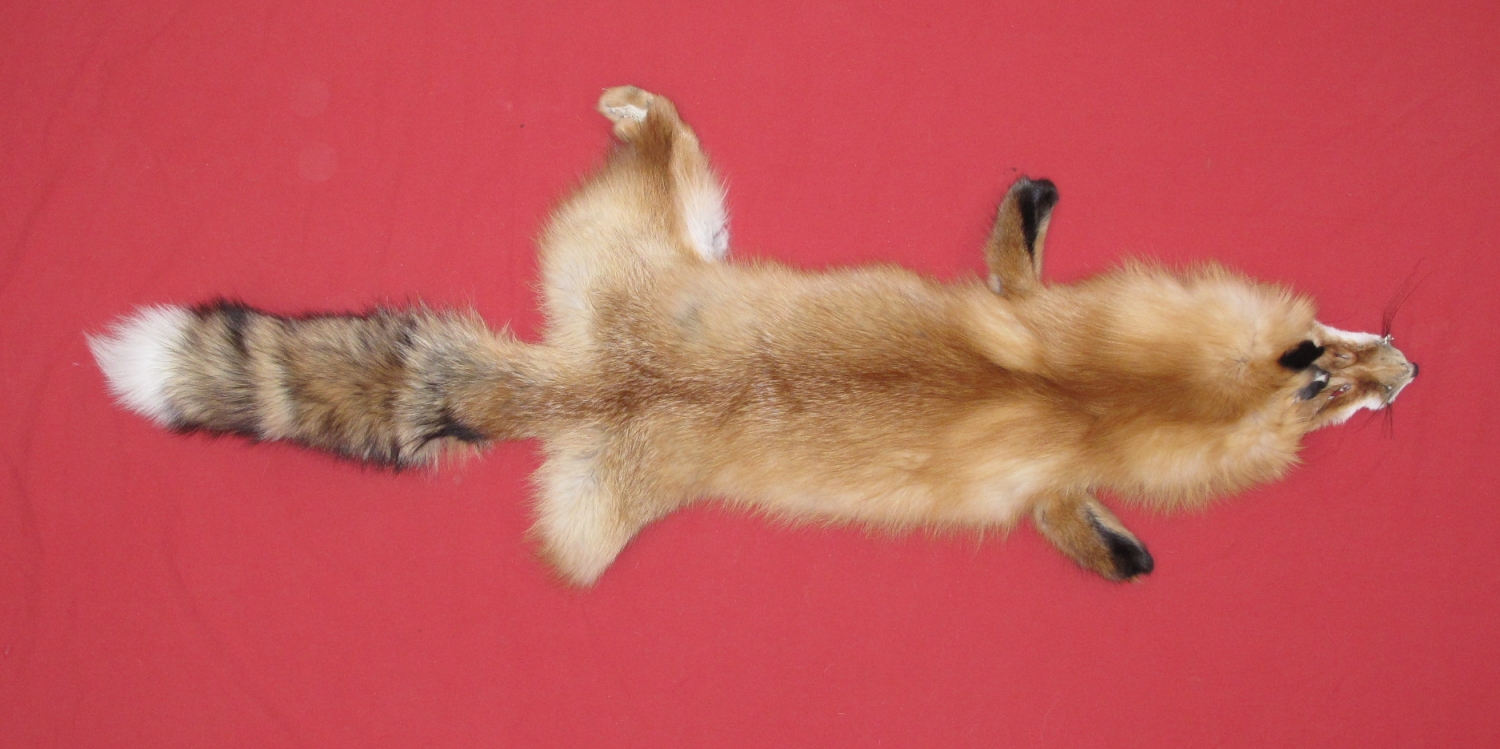 Tanned Furs : RED FOX (6900-1740) : hideandfur.com