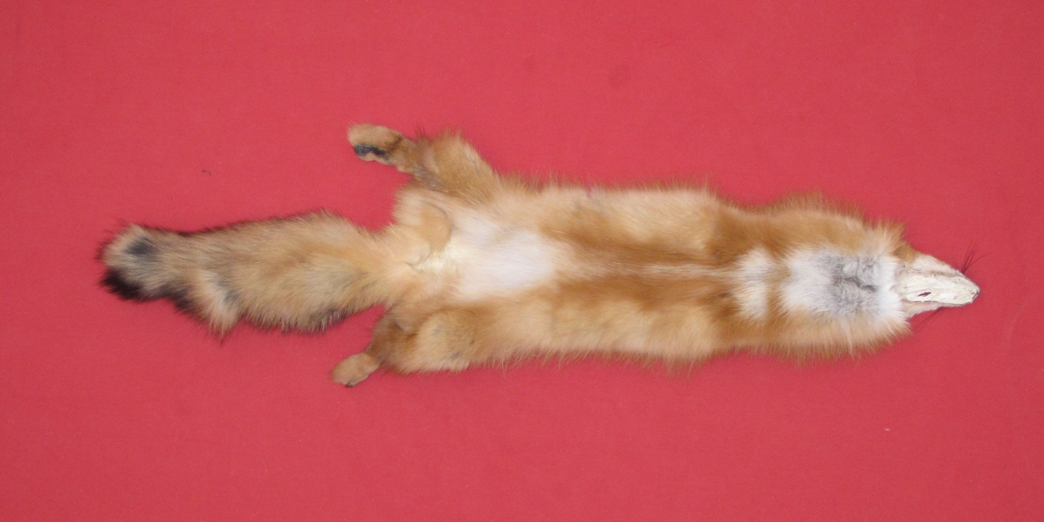 Tanned Furs : RED FOX (6900-1757) : hideandfur.com