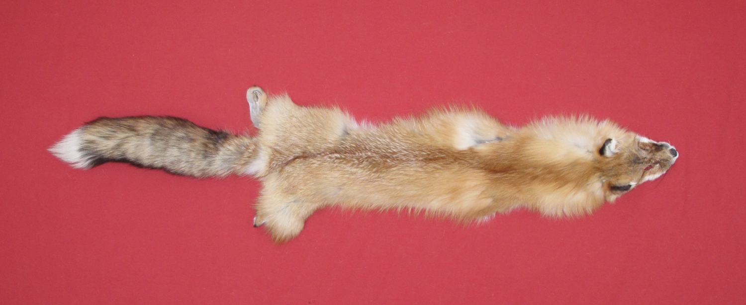 Tanned Furs : RED FOX (6900-1835) : hideandfur.com