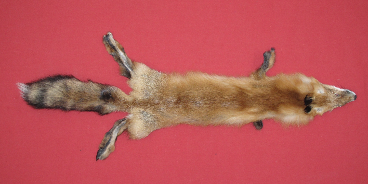 Tanned Furs : RED FOX (6900-1847) : hideandfur.com
