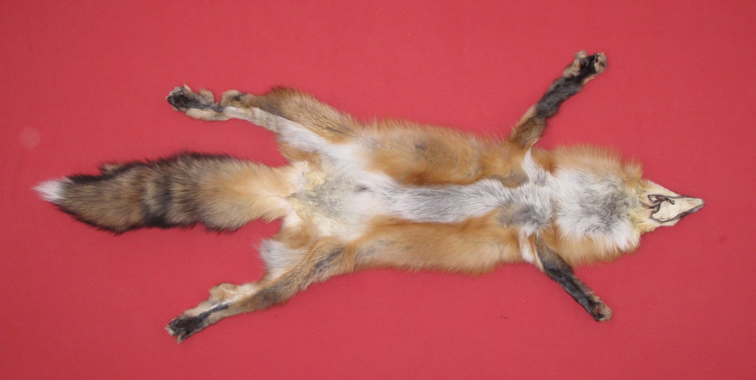 Tanned Furs : RED FOX (6900-1882) : hideandfur.com
