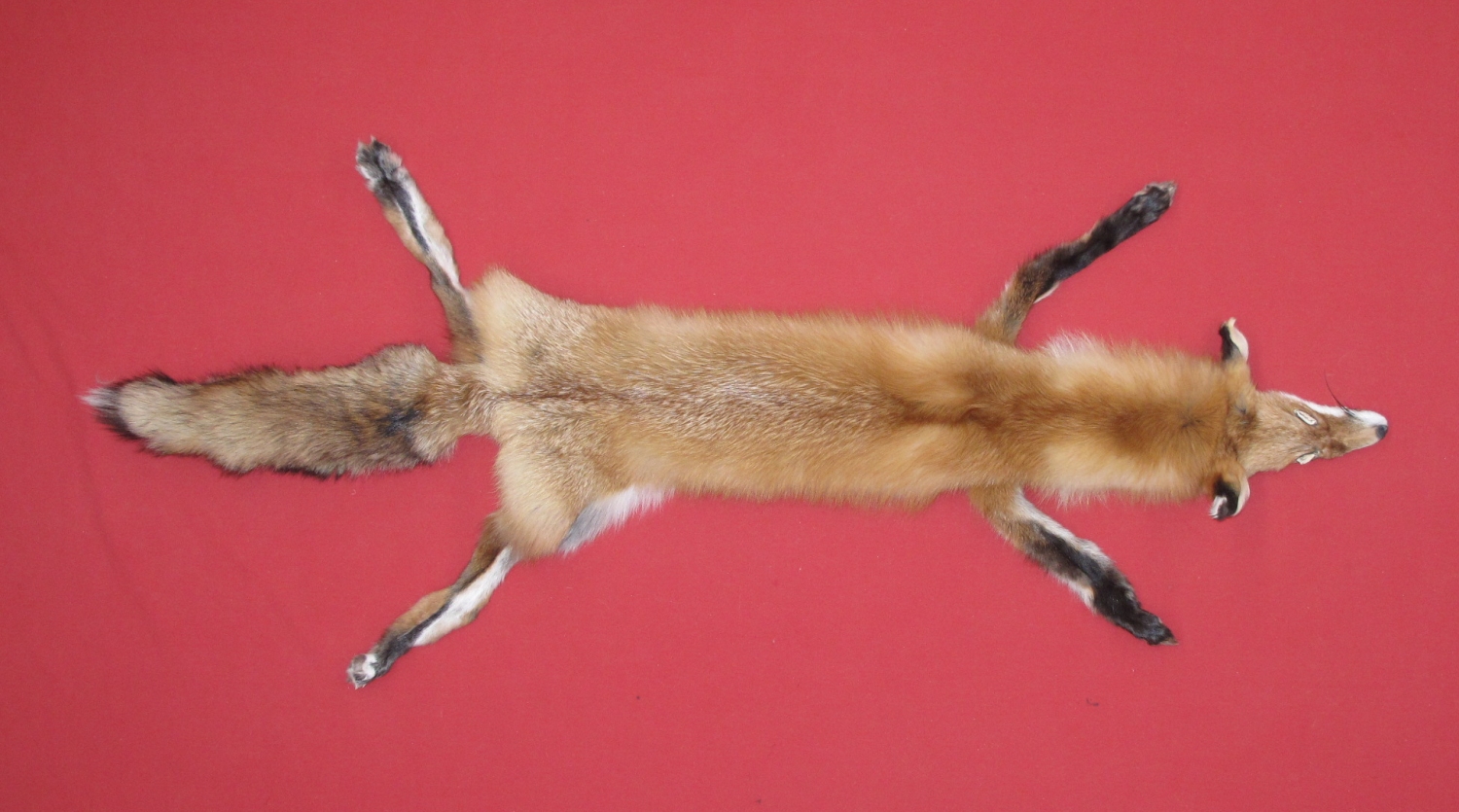Tanned Furs : RED FOX (6900-1887) : hideandfur.com