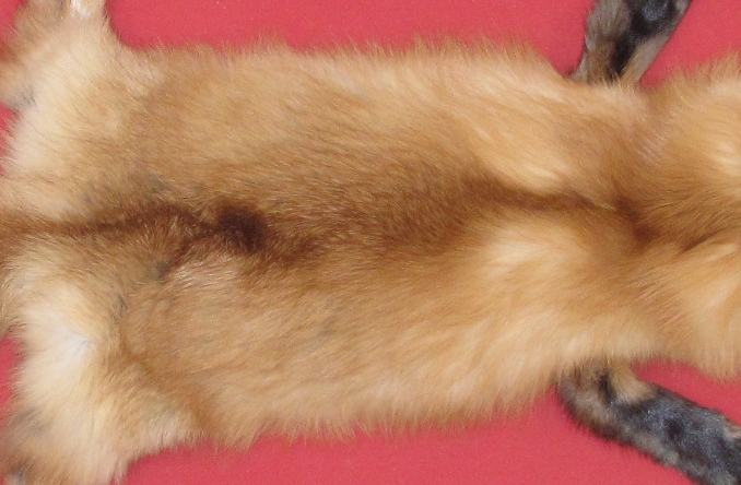 Tanned Furs : RED FOX (6900-1890) : hideandfur.com