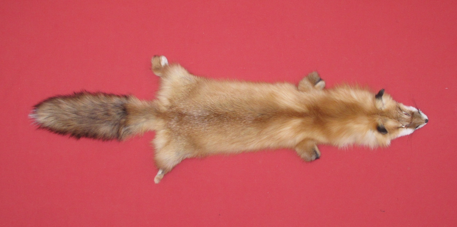 Tanned Furs : RED FOX (6900-1913) : hideandfur.com