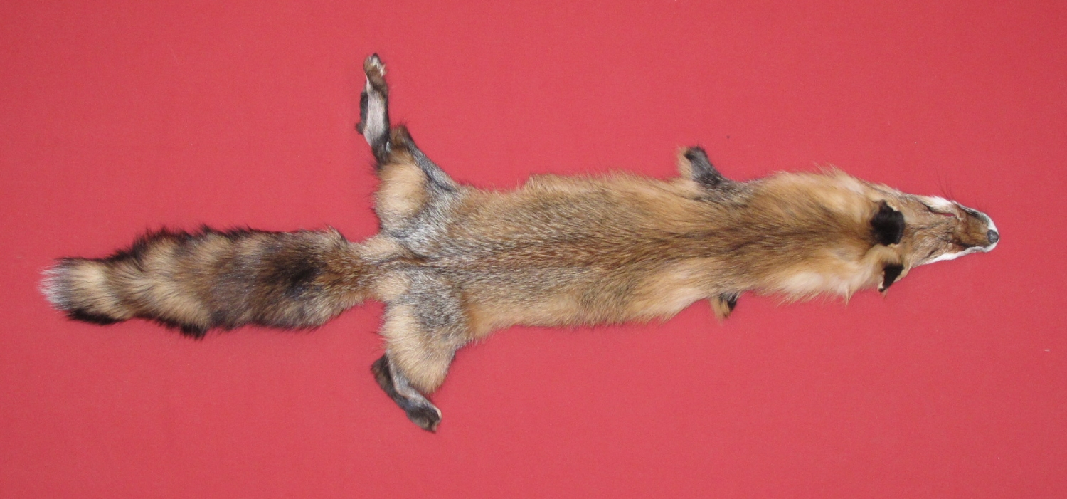 Tanned Furs : RED FOX (6900-1931) : hideandfur.com