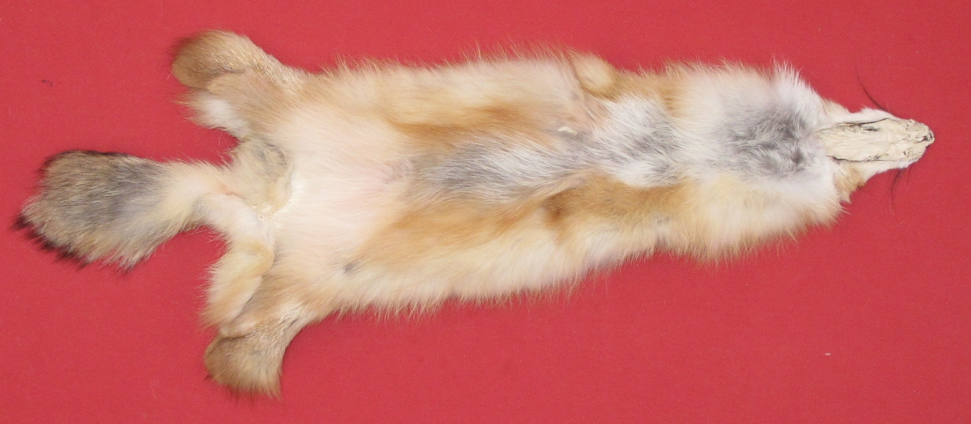 Tanned Furs : RED FOX (6900-1955) : hideandfur.com