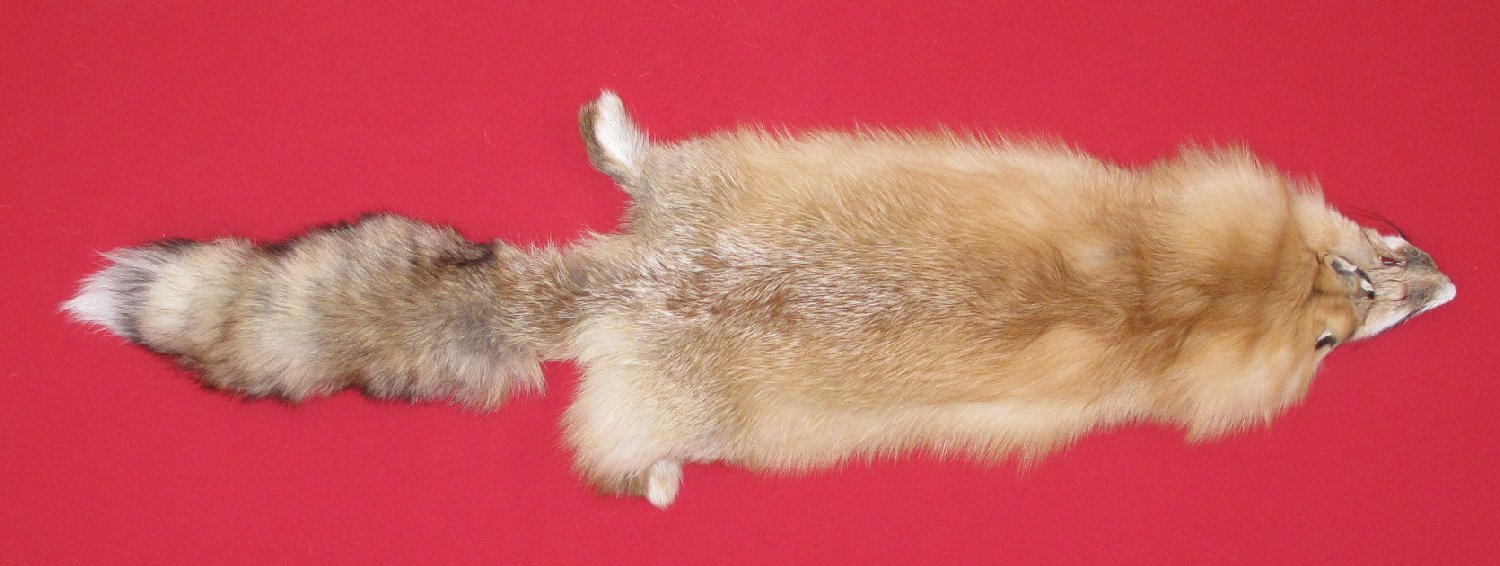 Tanned Furs : RED FOX (6900-2153) : hideandfur.com