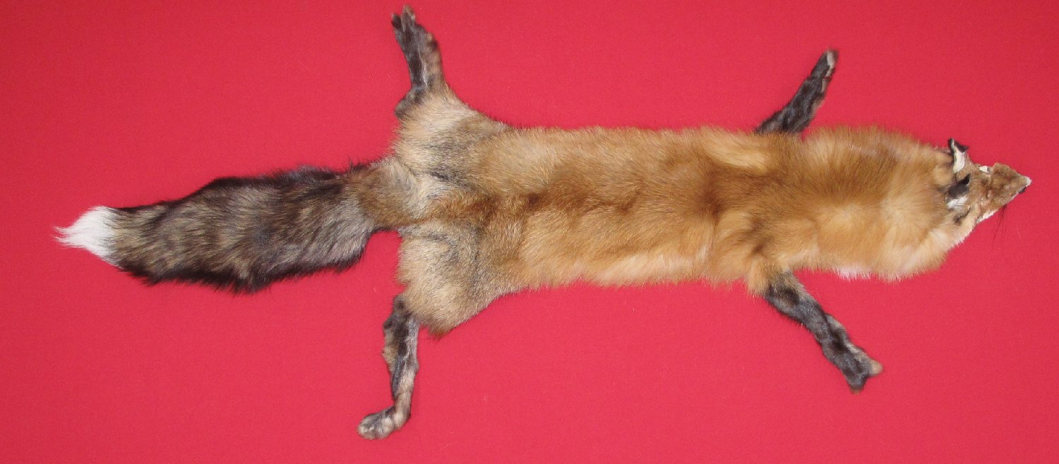 Tanned Furs : RED FOX (6900-2160) : hideandfur.com