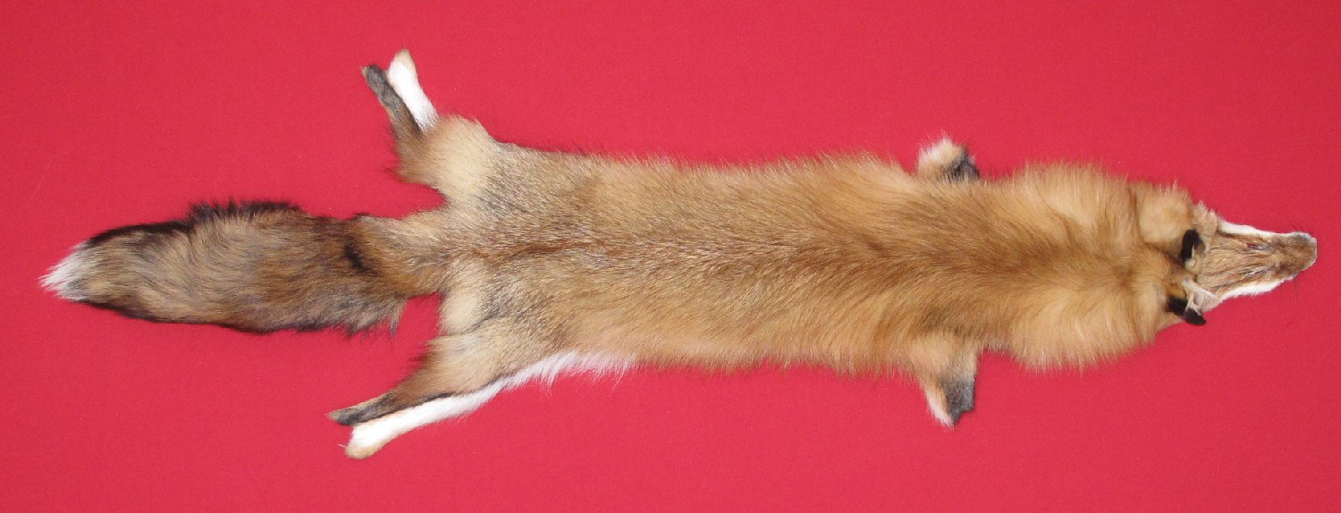 Tanned Furs : RED FOX (6900-2166) : hideandfur.com