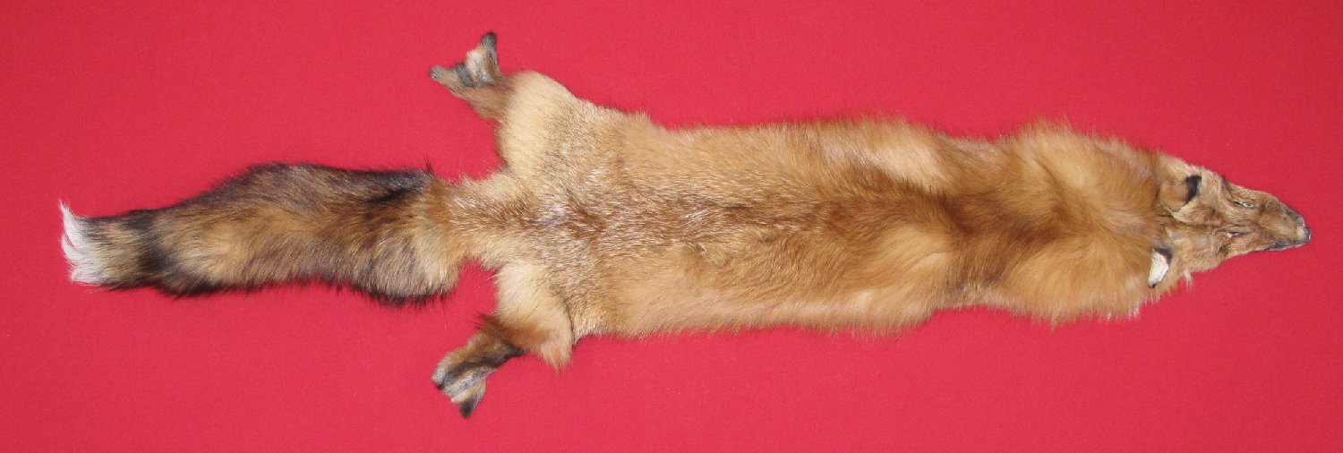 Tanned Furs : RED FOX (6900-2169) : hideandfur.com