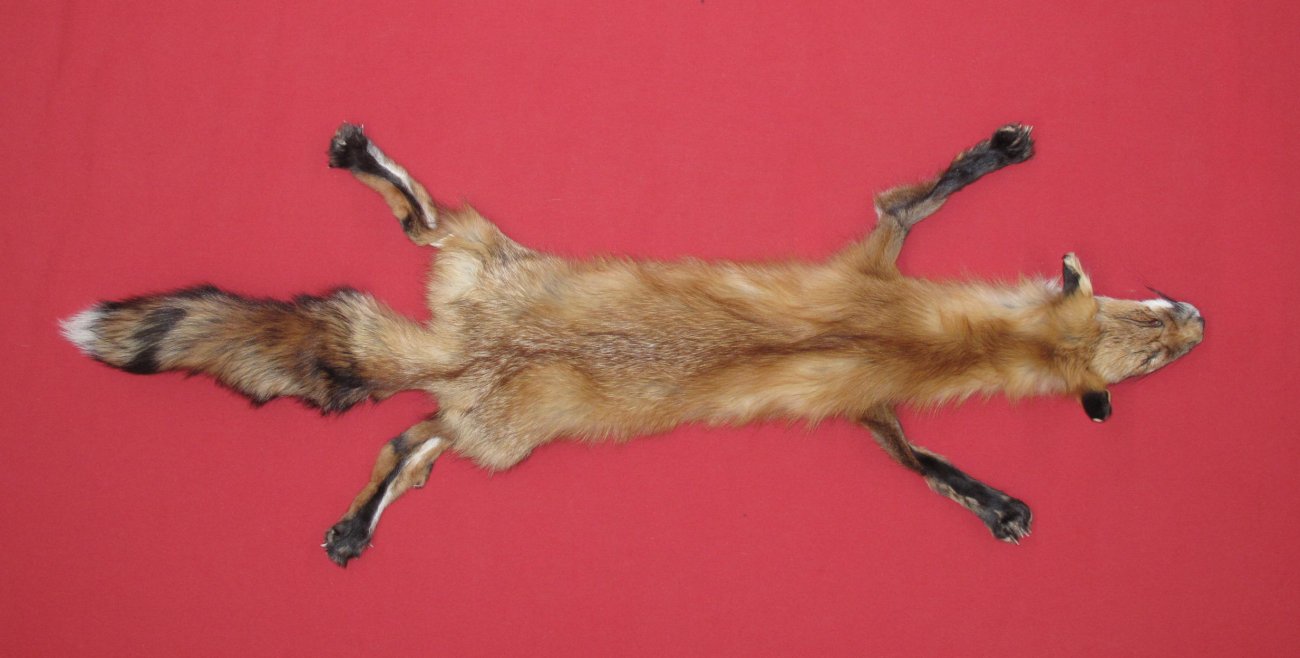 Tanned Furs : RED FOX - TAXIDERMY QUALITY (6901-0278) : hideandfur.com