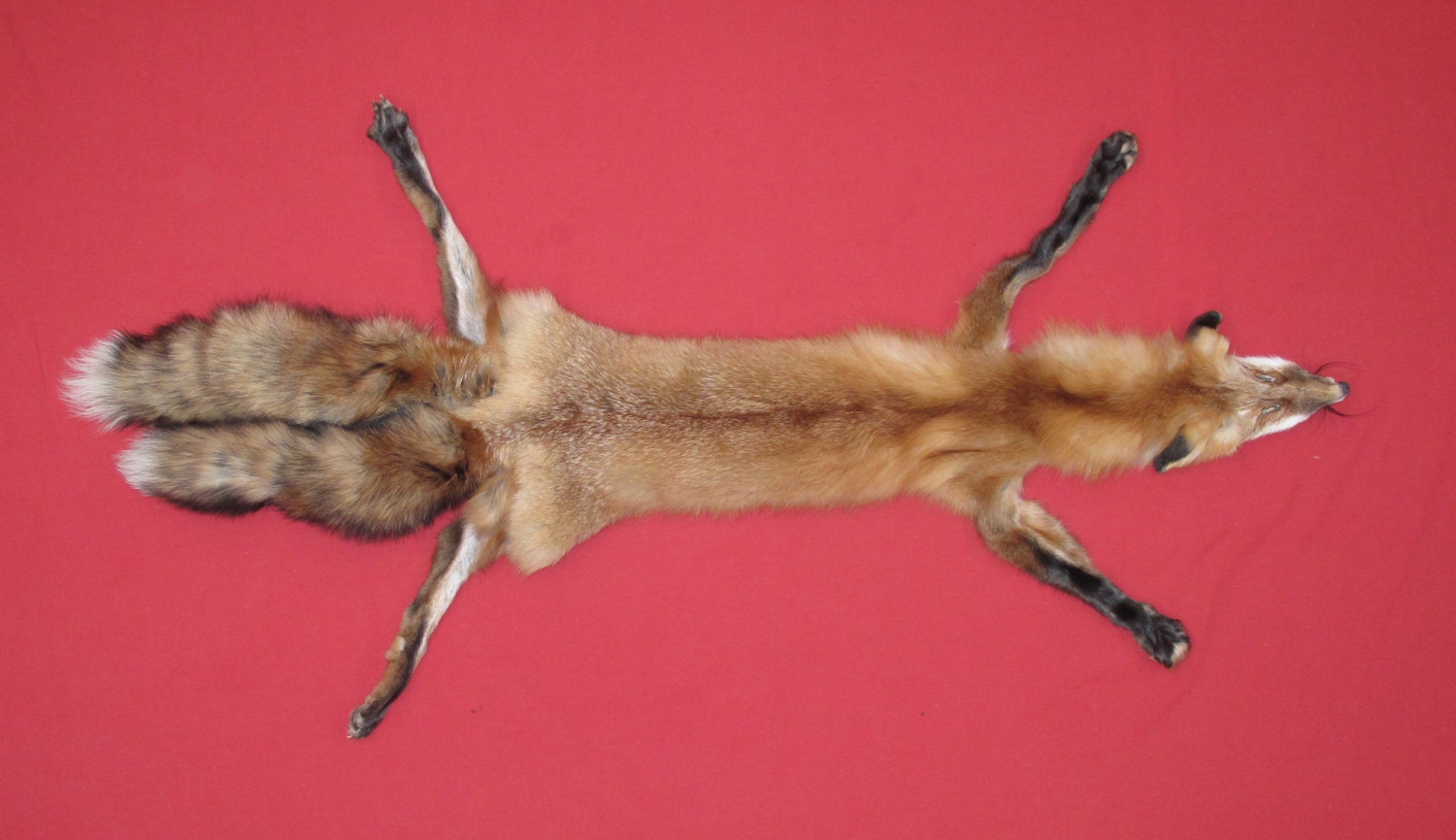 Tanned Furs : RED FOX - TAXIDERMY QUALITY (6901-0282) : hideandfur.com