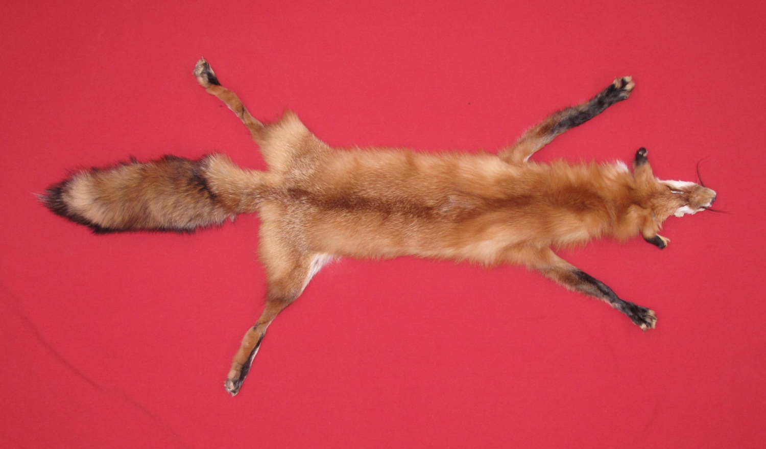 Tanned Furs : RED FOX - TAXIDERMY QUALITY (6901-0287) : hideandfur.com