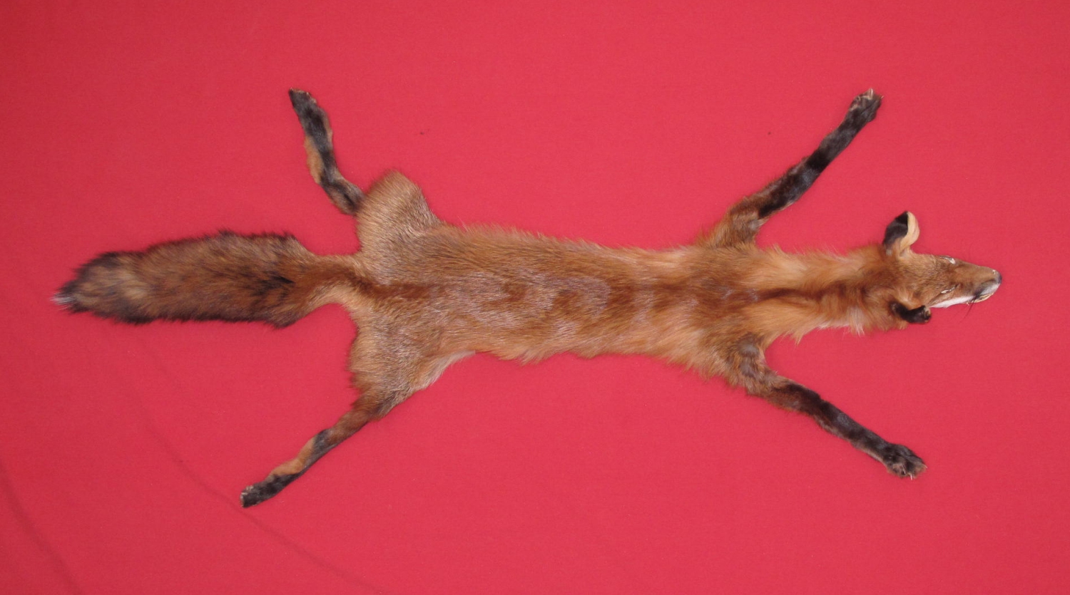 Tanned Furs : RED FOX - TAXIDERMY QUALITY (6901-0289) : hideandfur.com