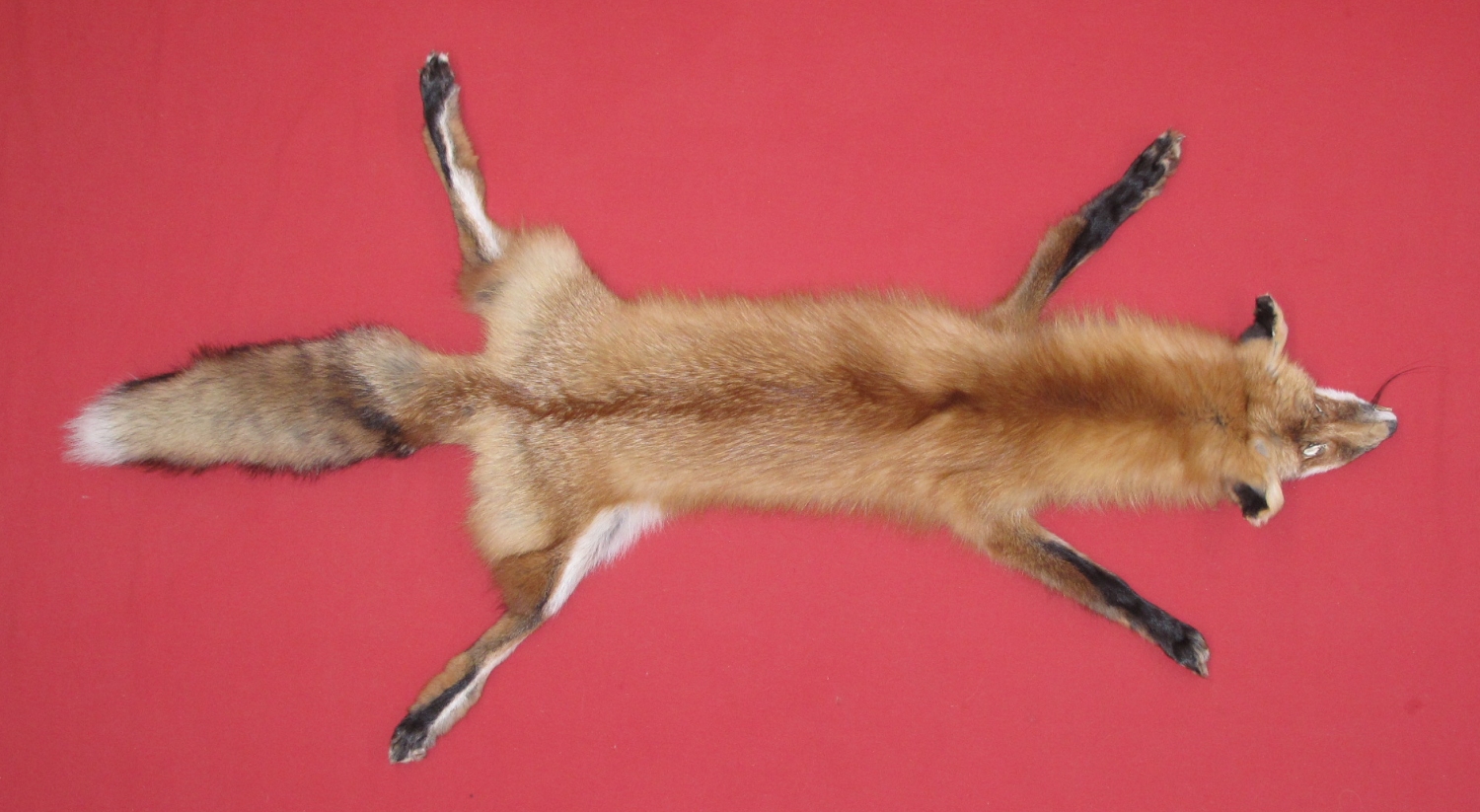 Tanned Furs : RED FOX - TAXIDERMY QUALITY (6901-0351) : hideandfur.com