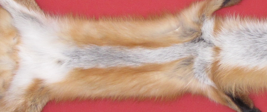 Tanned Furs : RED FOX - TAXIDERMY QUALITY (6901-0351) : hideandfur.com