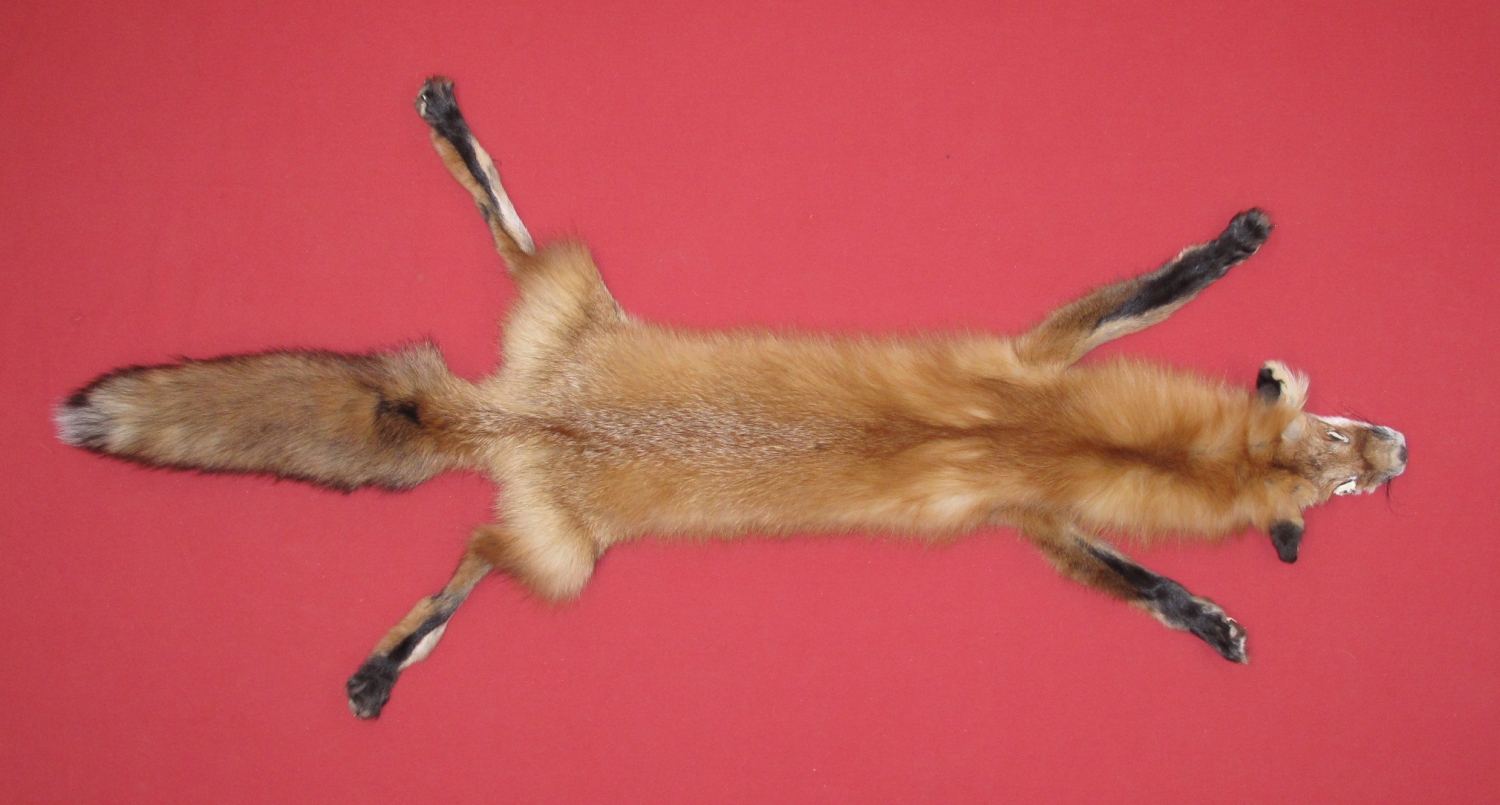 Tanned Taxidermy Red Fox Hides, Furs, Pelts, Skins for sale by www ...