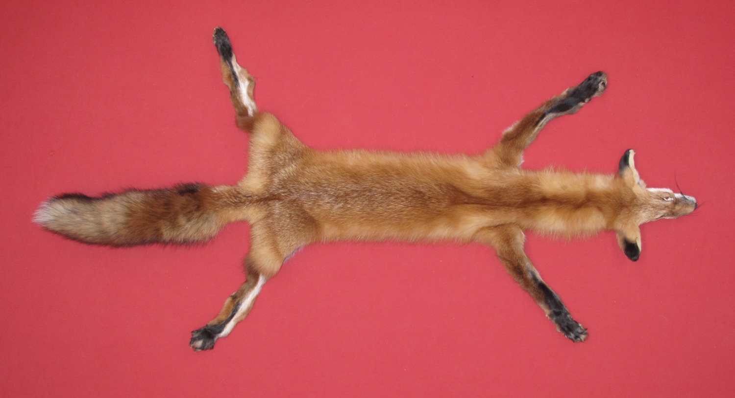 Tanned Furs : RED FOX - TAXIDERMY QUALITY (6901-0362) : hideandfur.com
