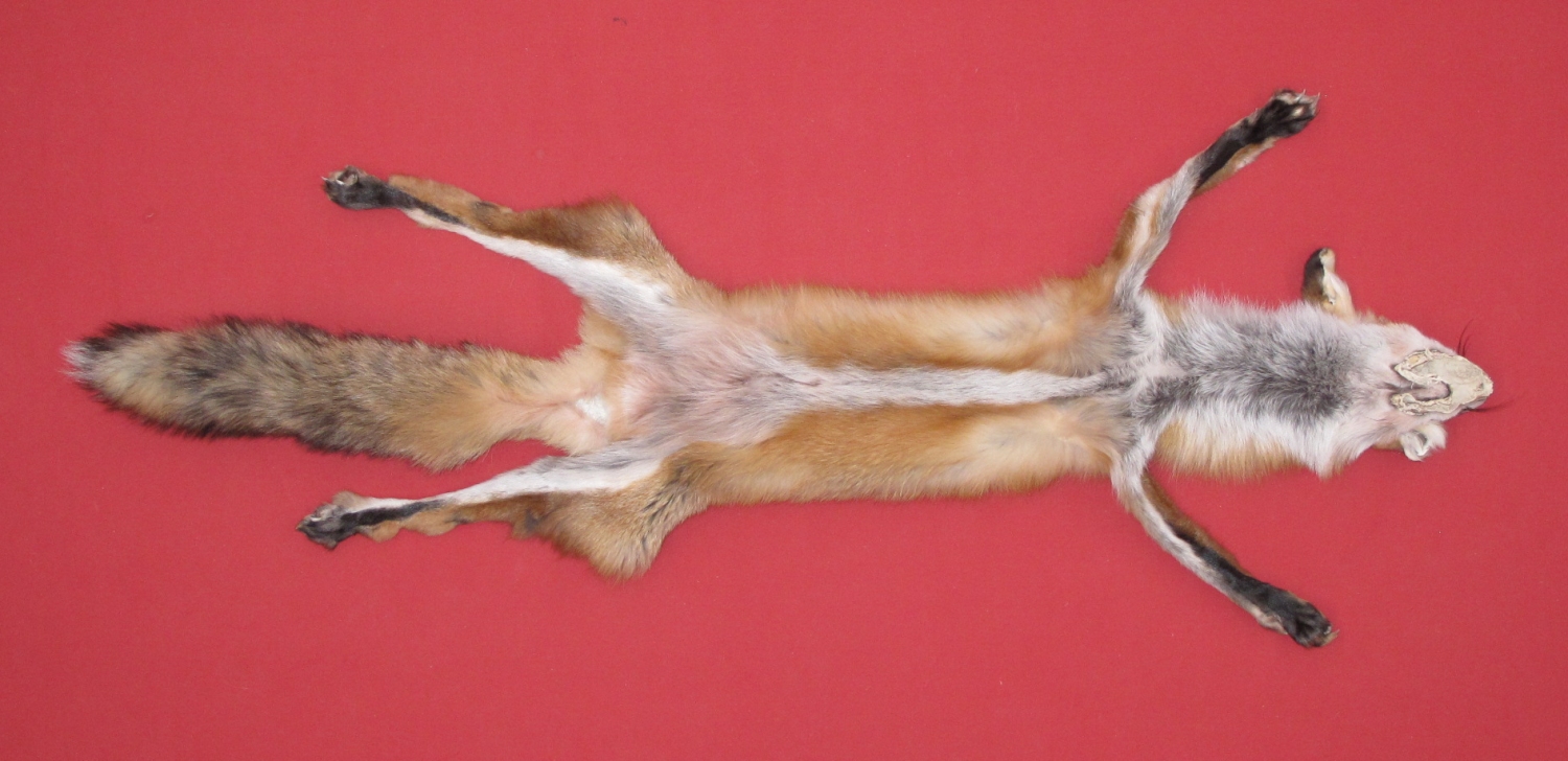 Tanned Furs : RED FOX - TAXIDERMY QUALITY (6901-0363) : hideandfur.com