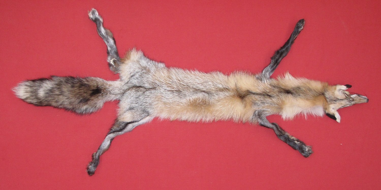 Tanned Furs : RED FOX - TAXIDERMY QUALITY (6901-0393) : hideandfur.com