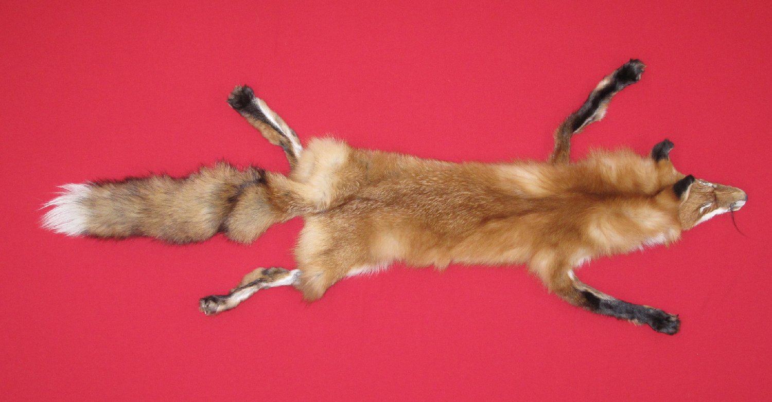 Tanned Furs : RED FOX - TAXIDERMY QUALITY (6901-0428) : hideandfur.com