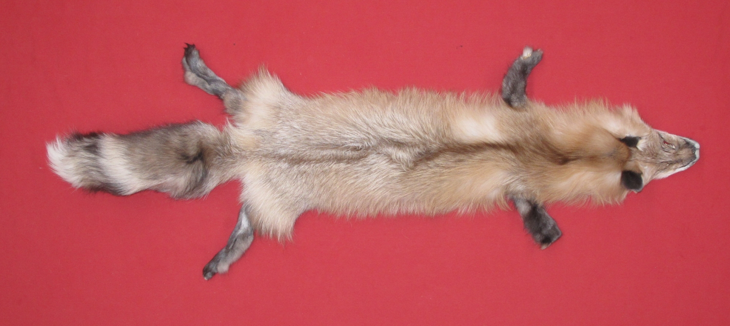 Tanned Furs : SAPPHIRE FOX (6915-0011) : hideandfur.com