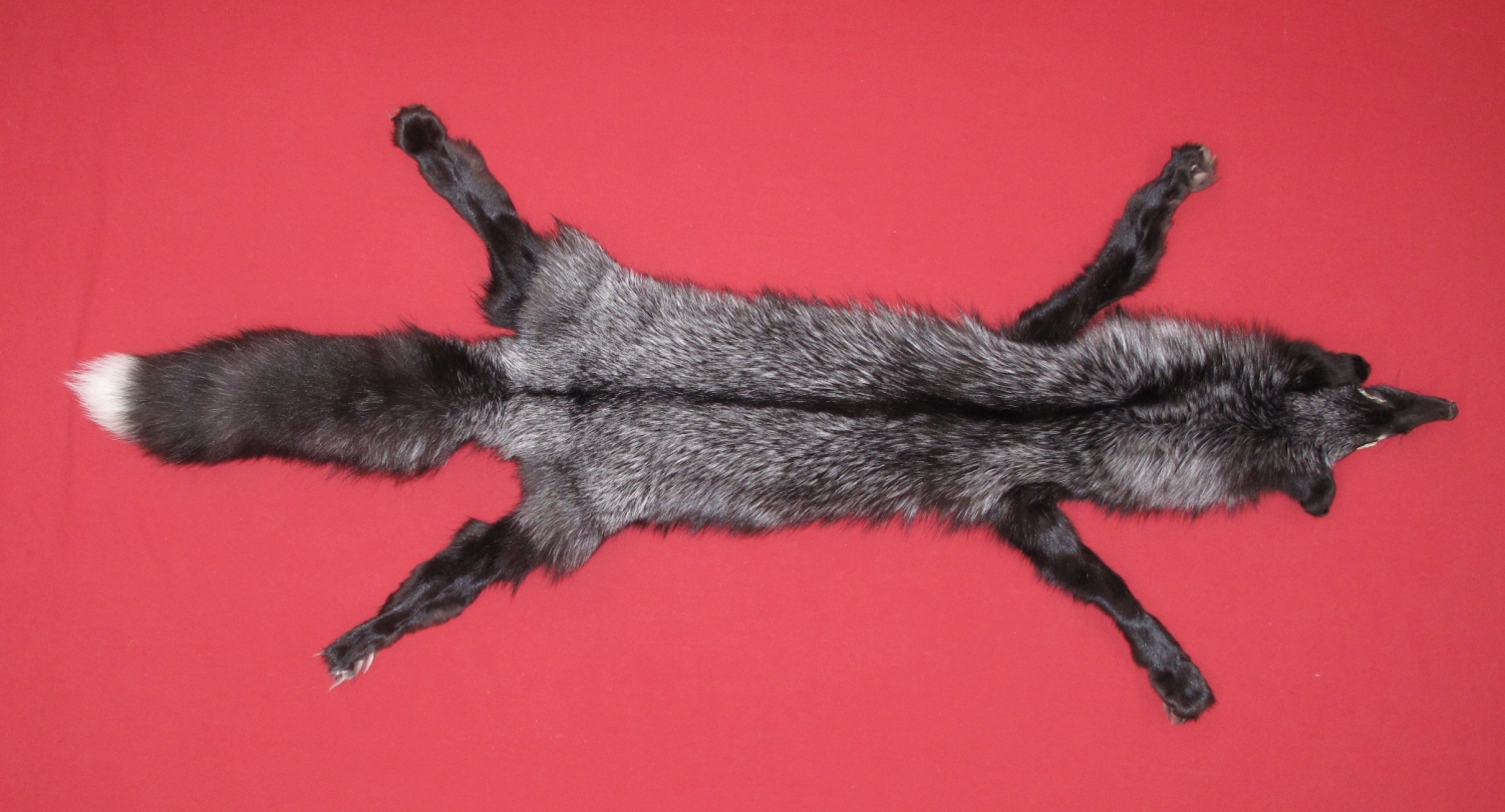 Tanned Furs : SILVER FOX - TAXIDERMY QUALITY (6961-0017) : hideandfur.com