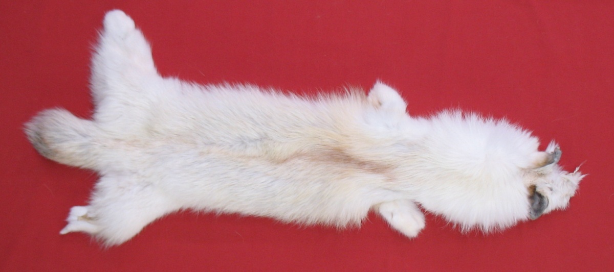 Tanned Furs : SUN GLOW FOX (6990-0017) : hideandfur.com