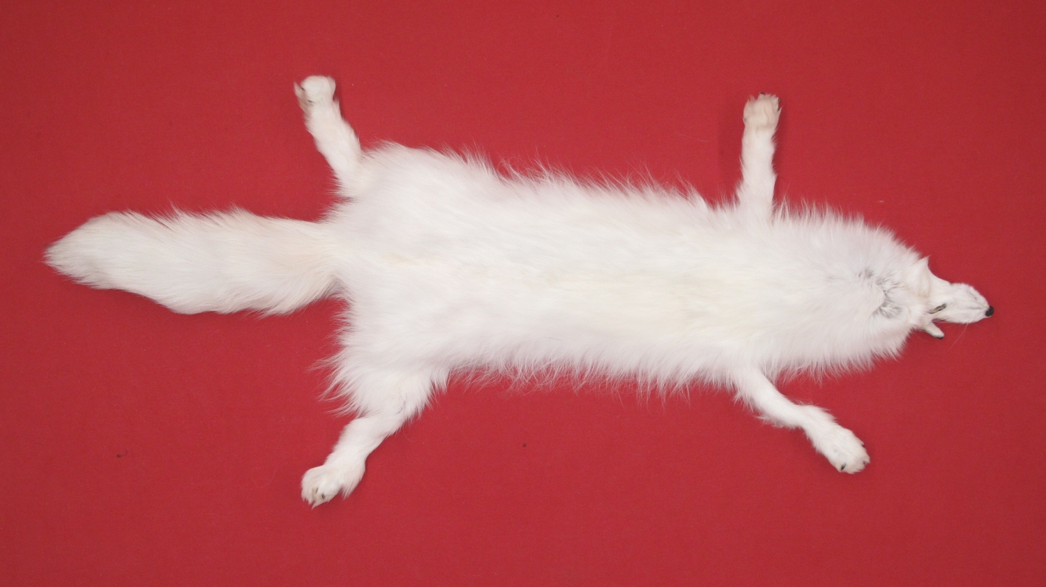 Tanned Furs : WHITE FOX (7020-0492) : hideandfur.com