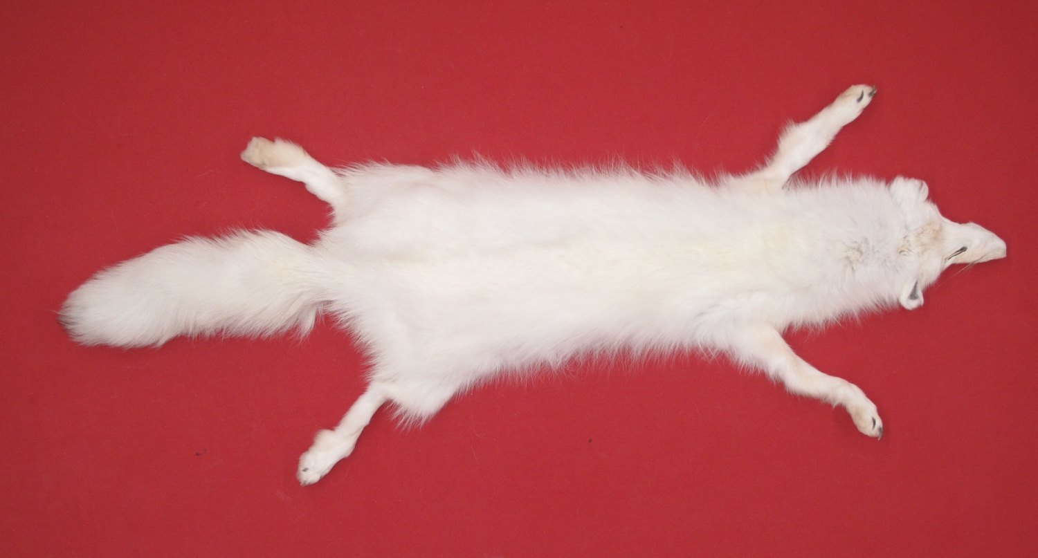 Tanned Furs : WHITE FOX (7020-0494) : hideandfur.com