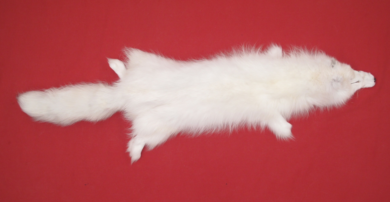 Tanned Furs : WHITE FOX (7020-0504) : hideandfur.com