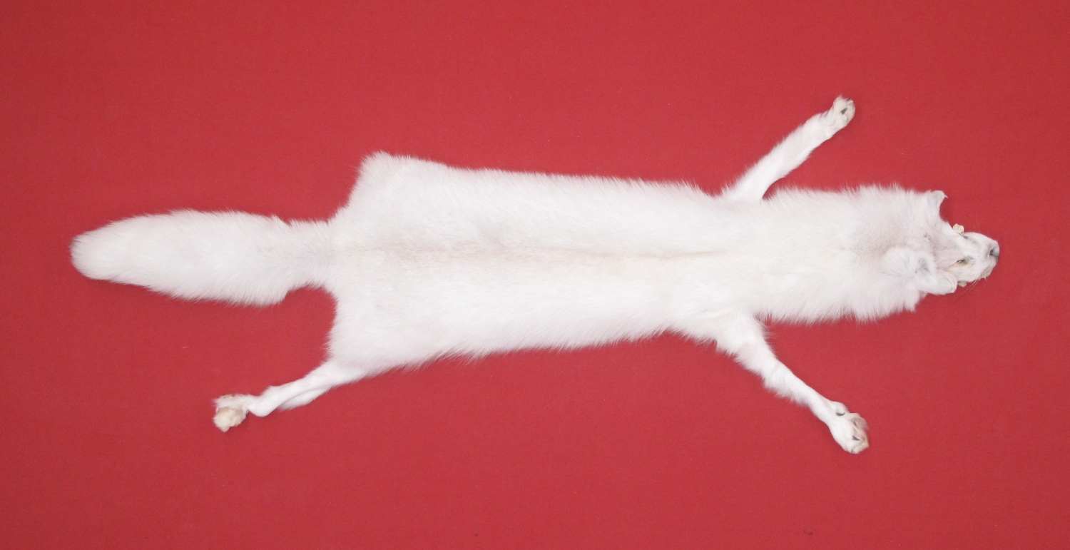 Tanned Furs : WHITE FOX (7020-0516) : hideandfur.com