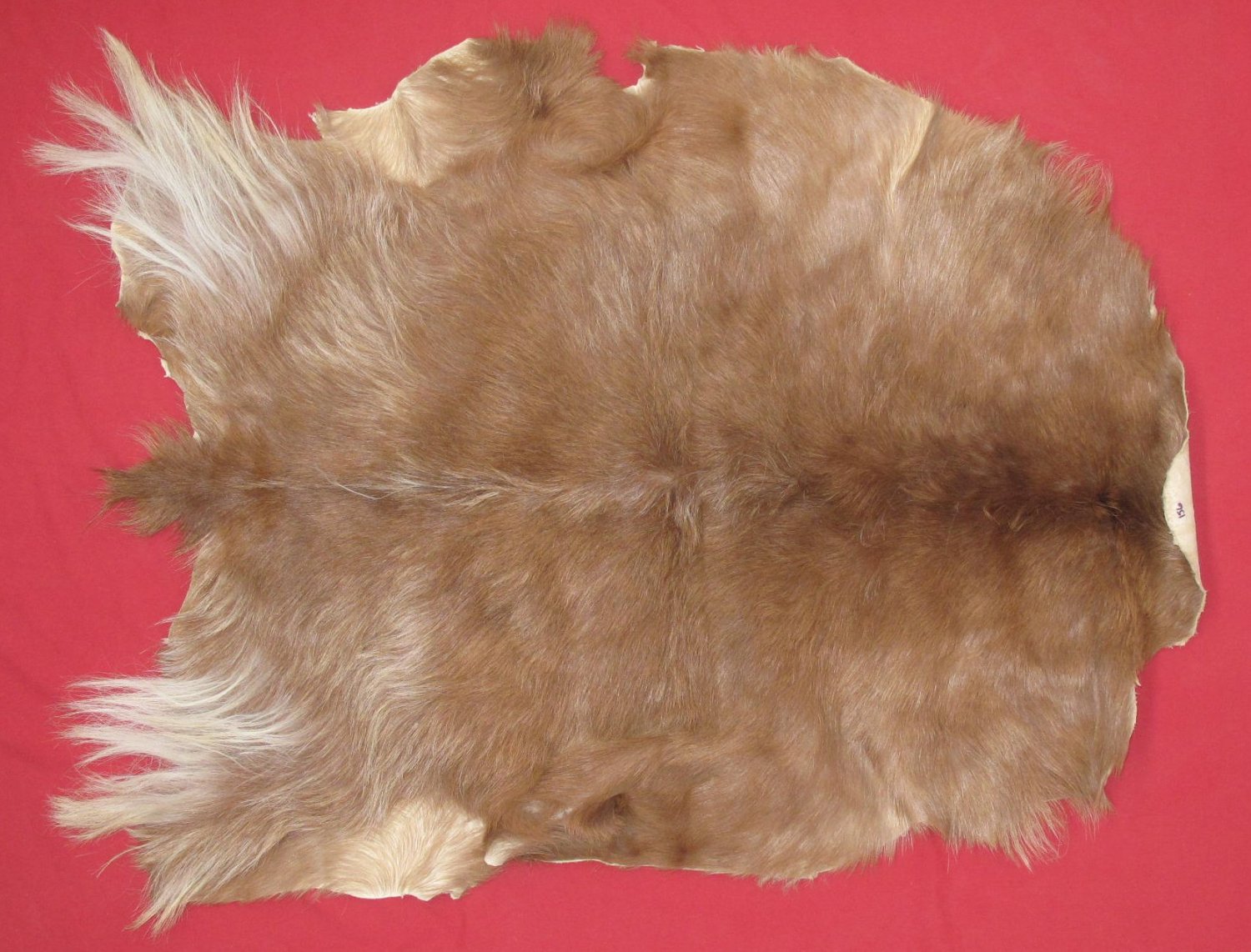 Tanned Furs : DOMESTIC GOAT (7040-0123) : hideandfur.com