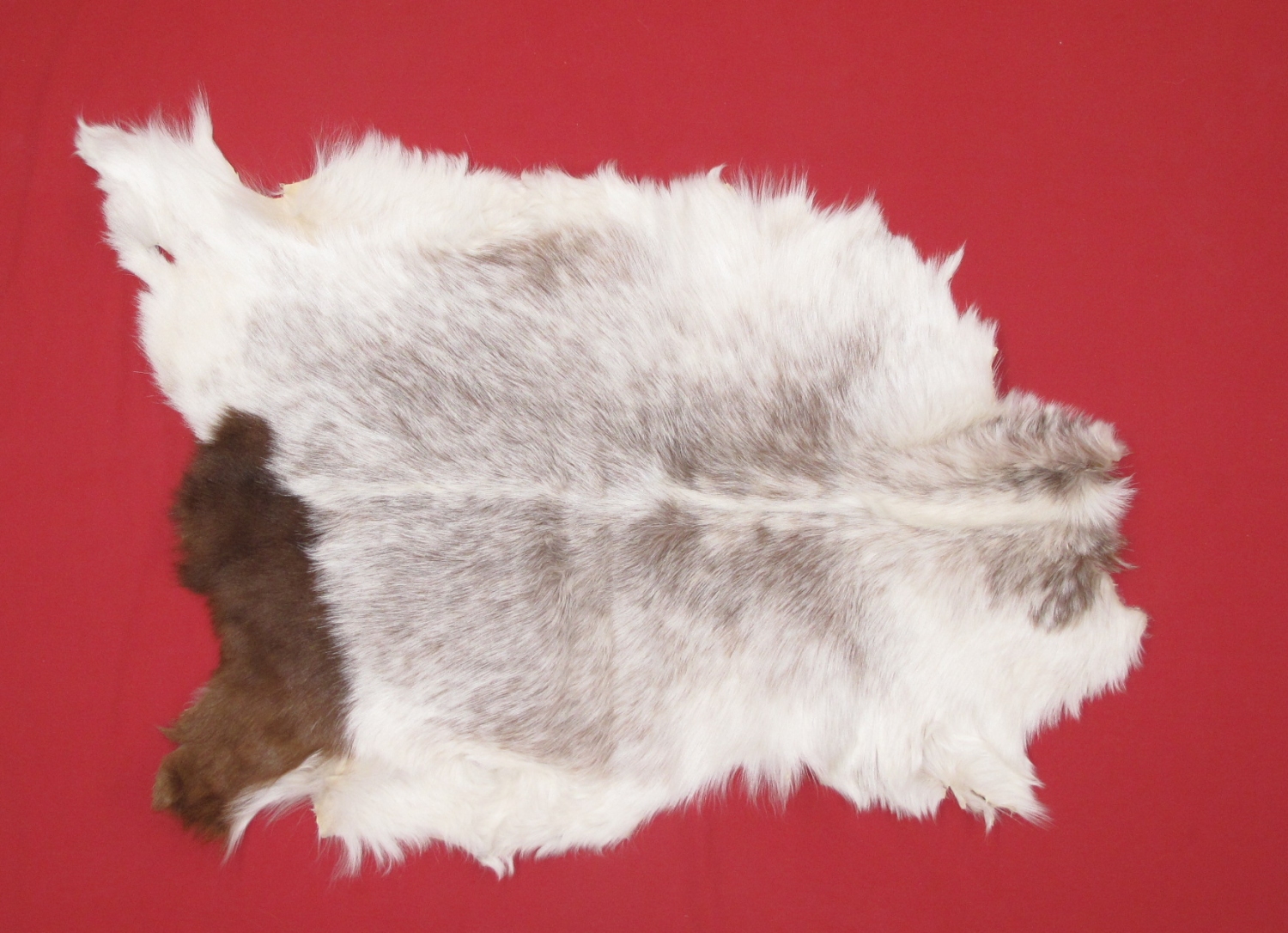 Tanned Furs : DOMESTIC GOAT (7040-0139) : hideandfur.com