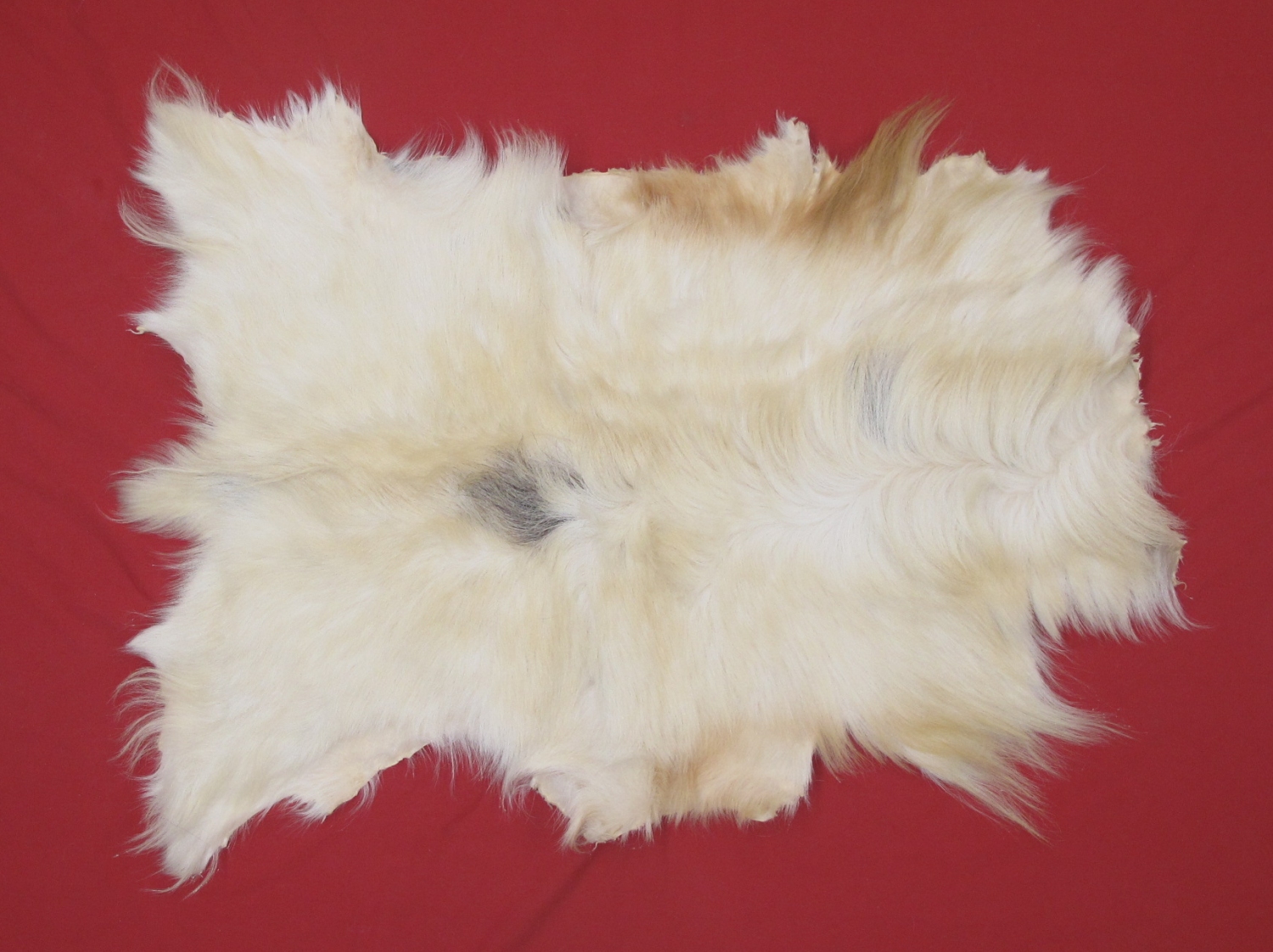 Tanned Furs : DOMESTIC GOAT (7040-0141) : hideandfur.com