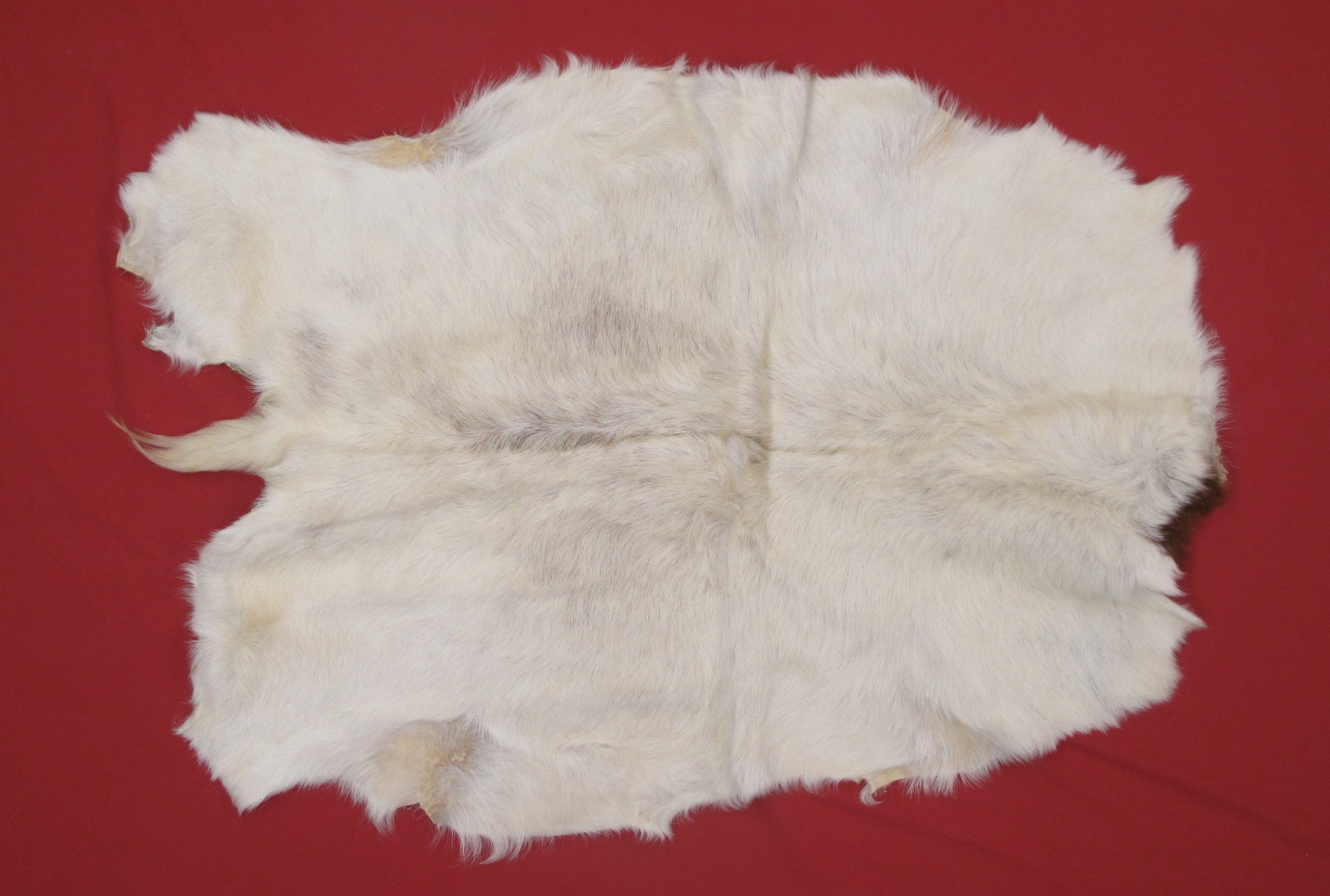 Tanned Furs : DOMESTIC GOAT (7040-0144) : hideandfur.com