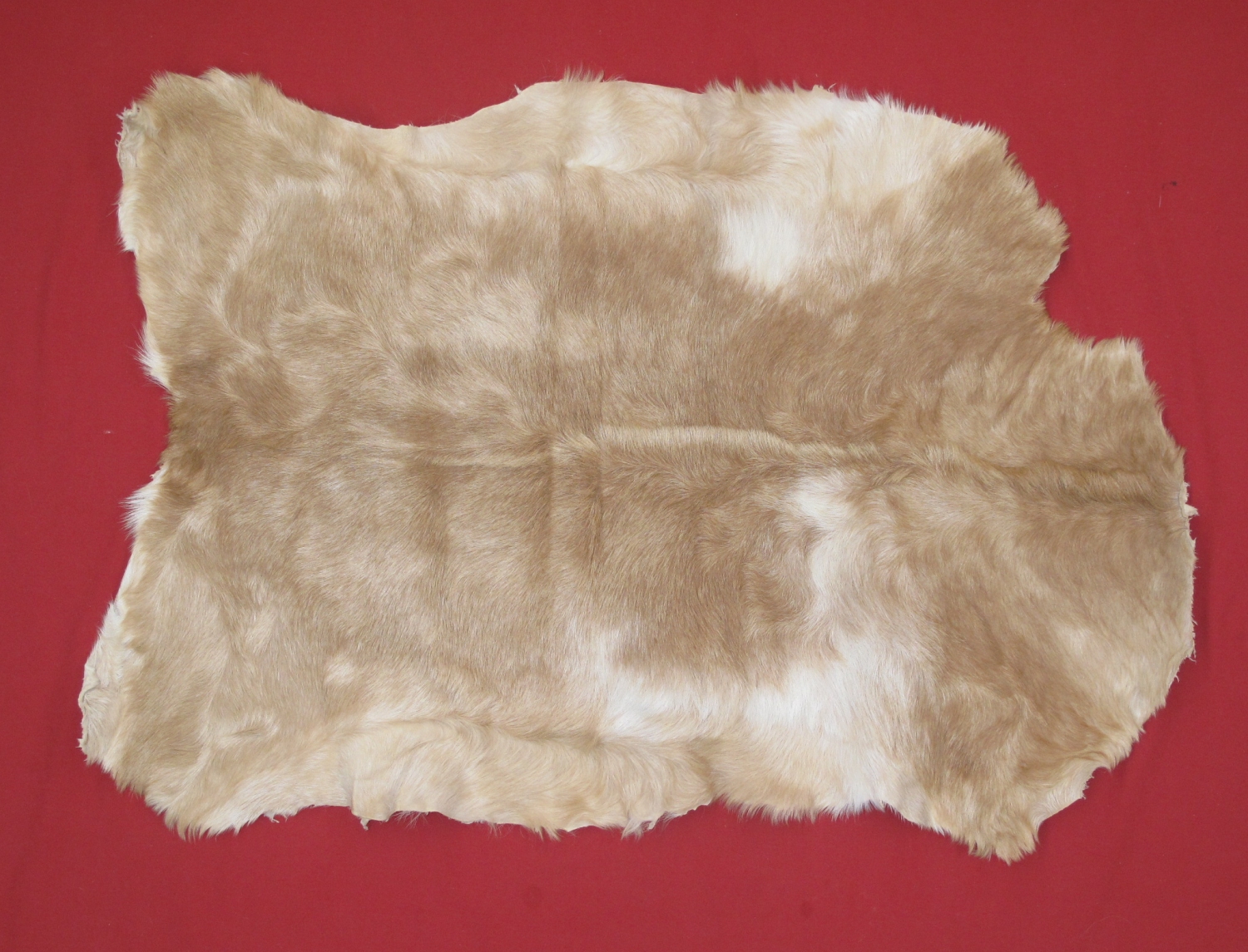 Tanned Furs : DOMESTIC GOAT (7040-0149) : hideandfur.com