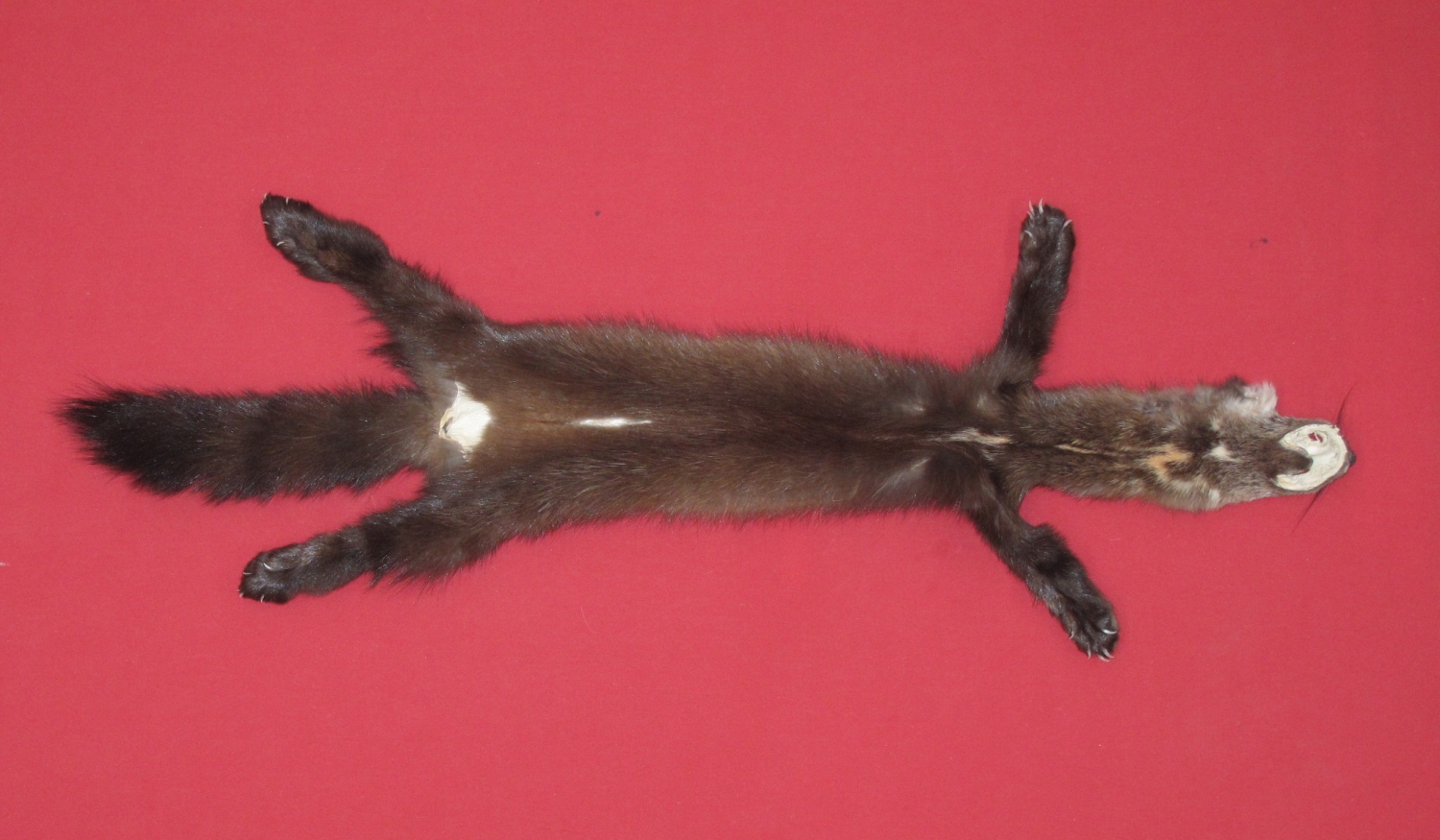 Tanned Furs : MARTEN - TAXIDERMY QUALITY (7101-0032) : hideandfur.com