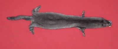 Tanned Furs : RANCH MINK - TAXIDERMY QUALITY (7122-0008) : hideandfur.com