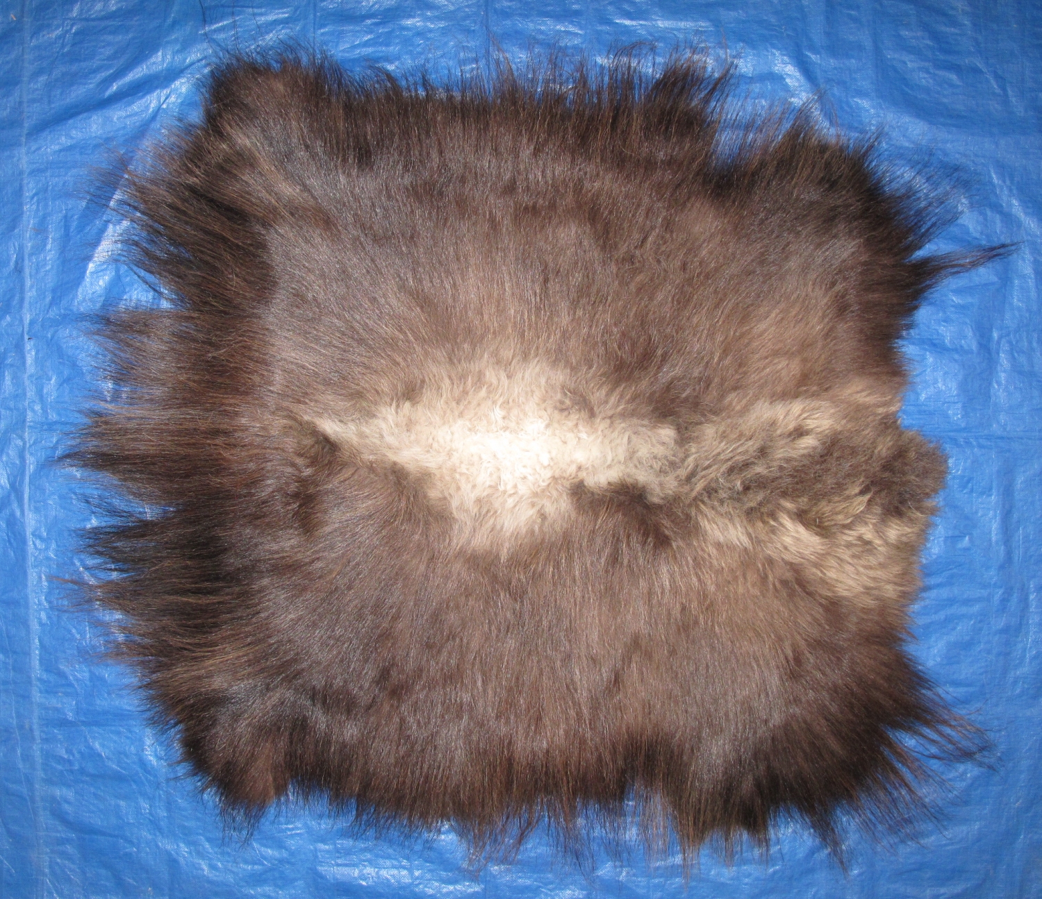 Tanned Furs : MUSK OX (7155-0005) : hideandfur.com