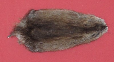 Tanned Muskrat Hides, Furs, Pelts, Skins for sale by www.hideandfur.com
