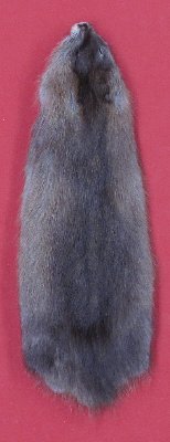 Tanned Muskrat Hides, Furs, Pelts, Skins for sale by www.hideandfur.com